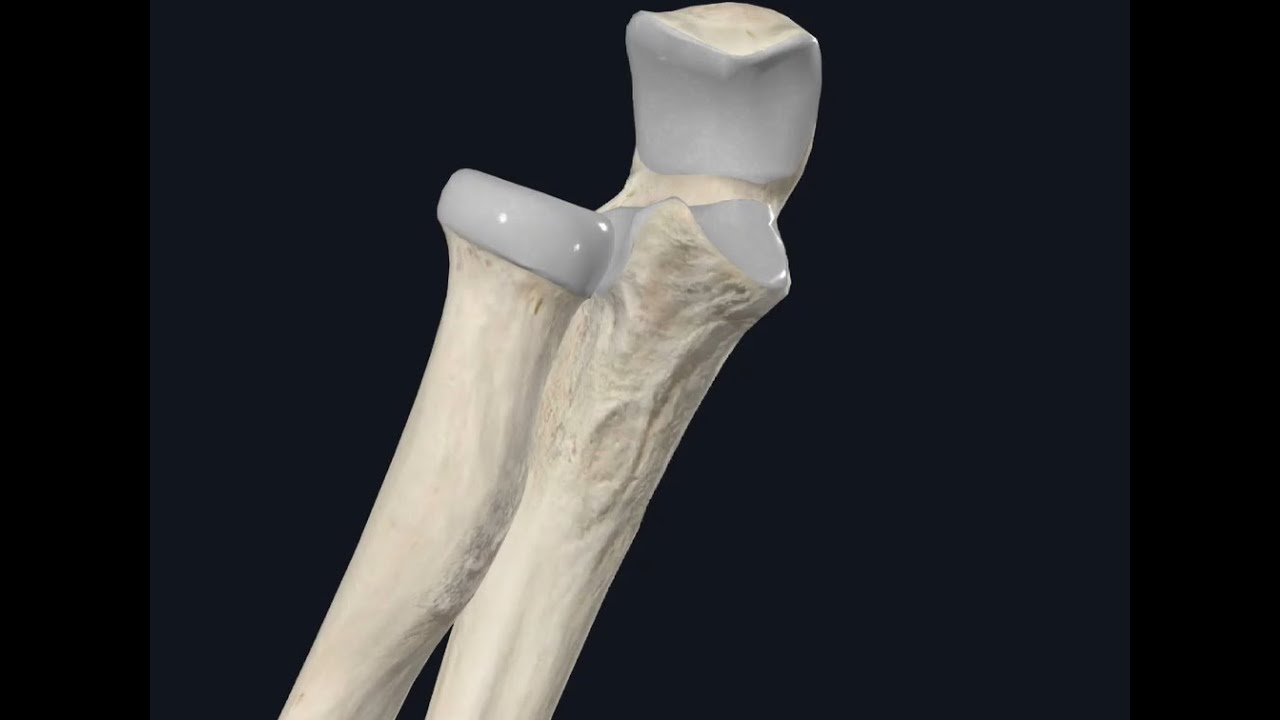 Anatomía de Cubito y Radio - YouTube