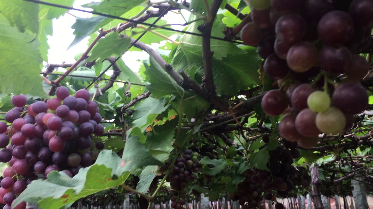 Grape Farm [Kambam, Tamil Nadu, India] - YouTube