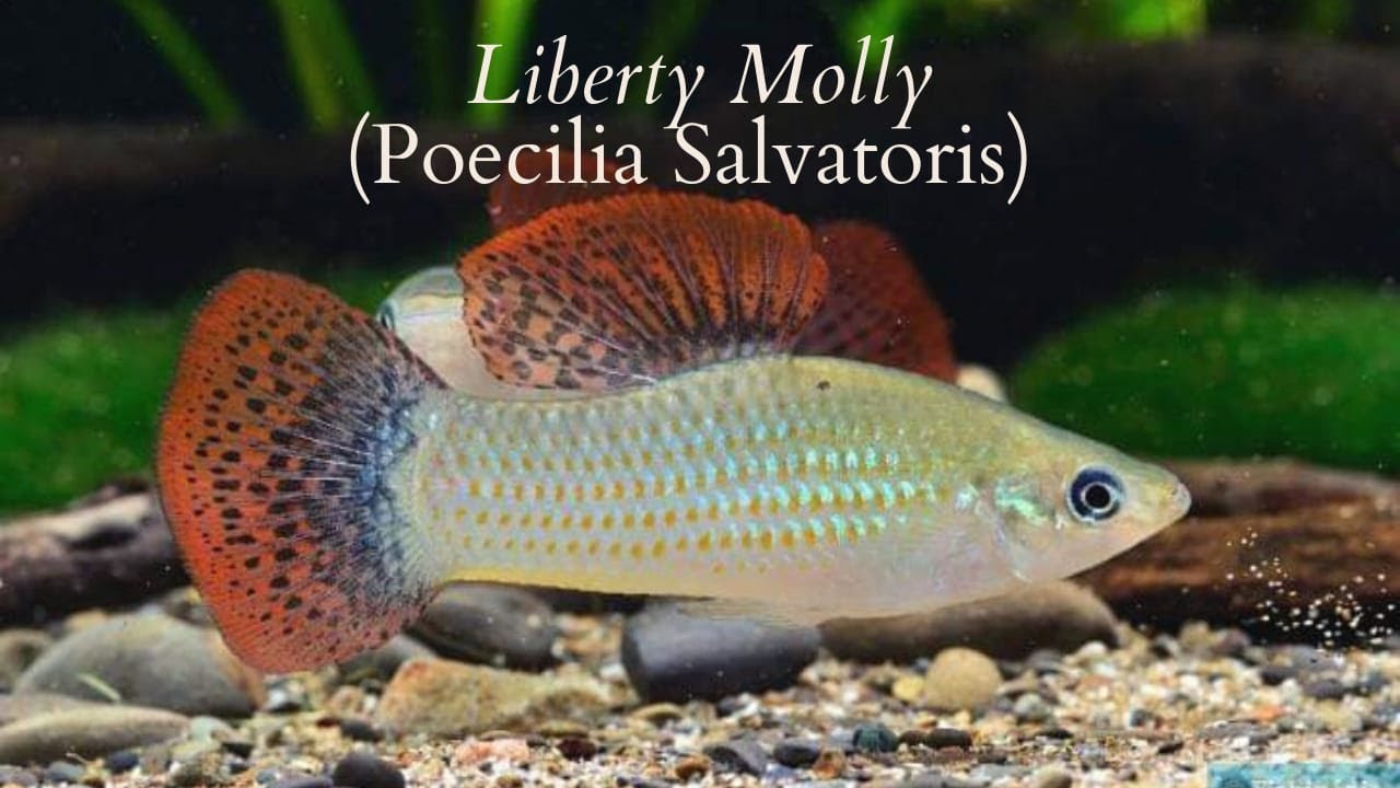 Liberty Molly (Poecilia Salvatoris) - YouTube