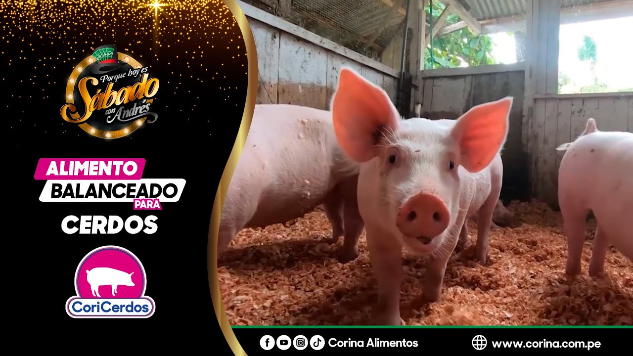 Alimento Balanceado para Cerdos - YouTube