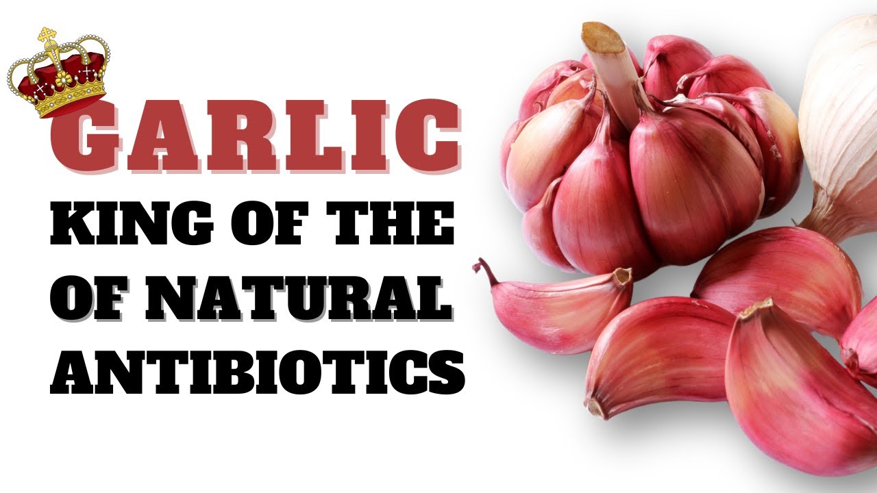 Garlic: The King of Natural Antibiotics - YouTube