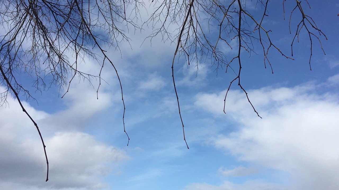 Common lime - twigs & branches - March 2019 - YouTube