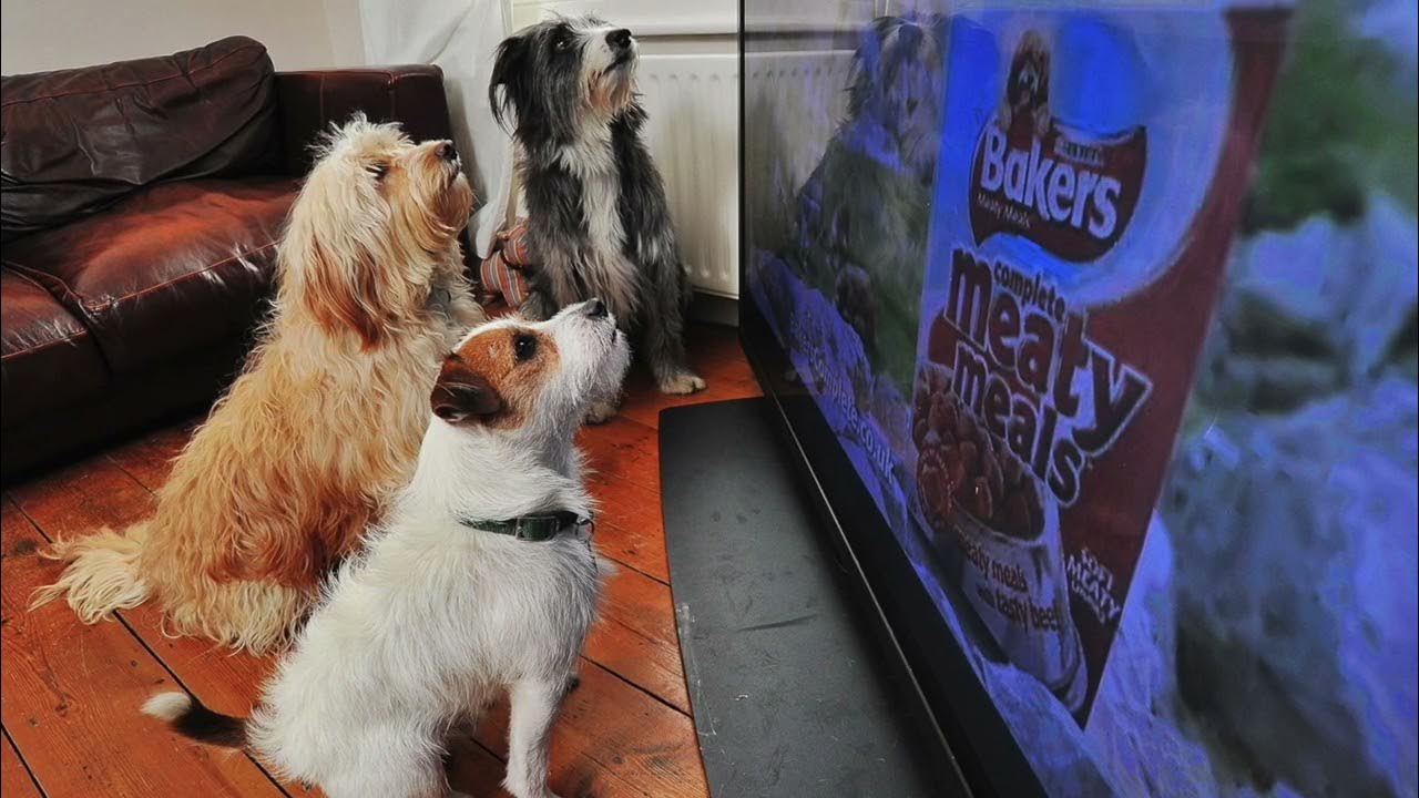 Paw club final version 1 - YouTube