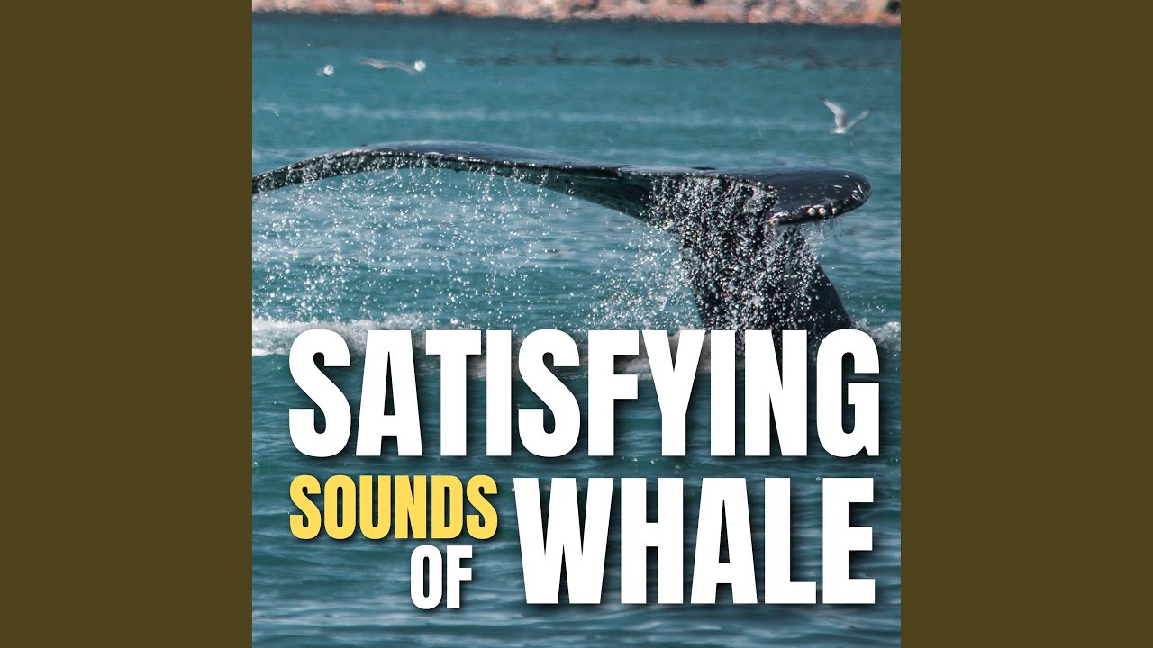 Sample Whale - YouTube