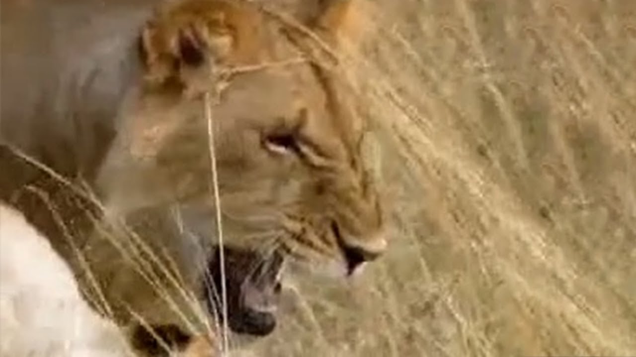 Lions vs Spitting Cobra | BBC Studios - YouTube