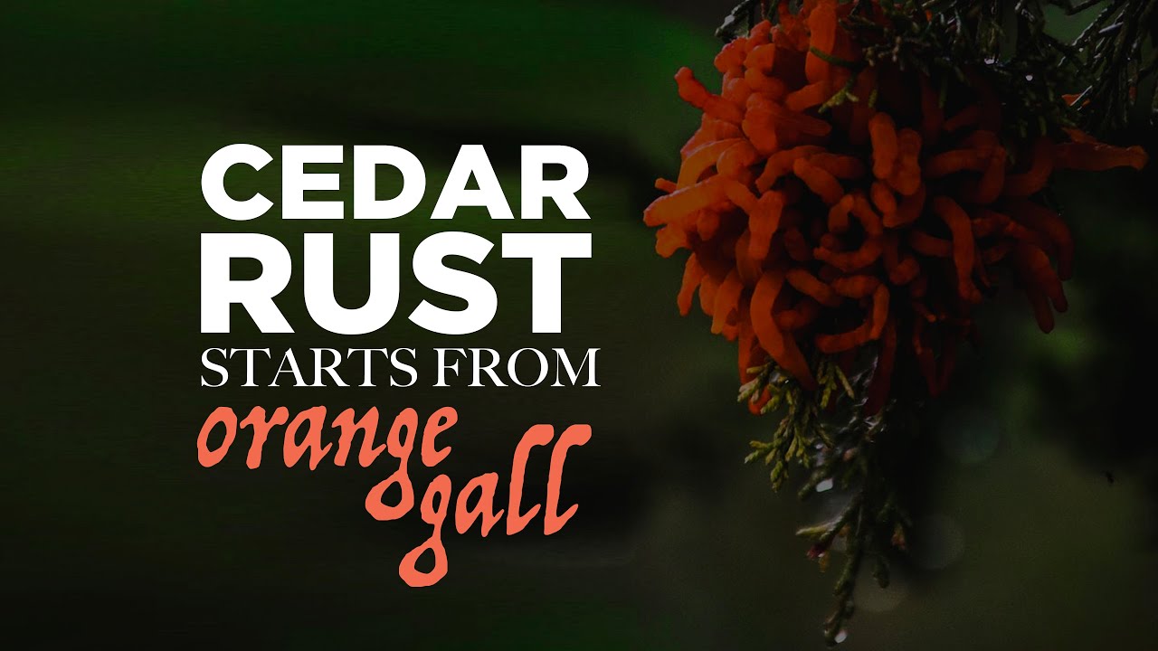 Cedar Rust Orange Gall: Where Apple & Pear Rust Starts - YouTube