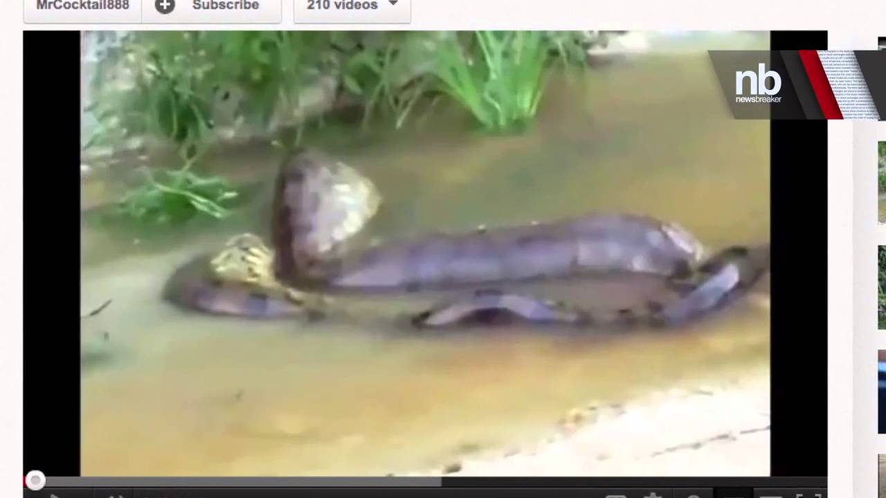 VIRAL VIDEO: Snake Pukes Cow - YouTube