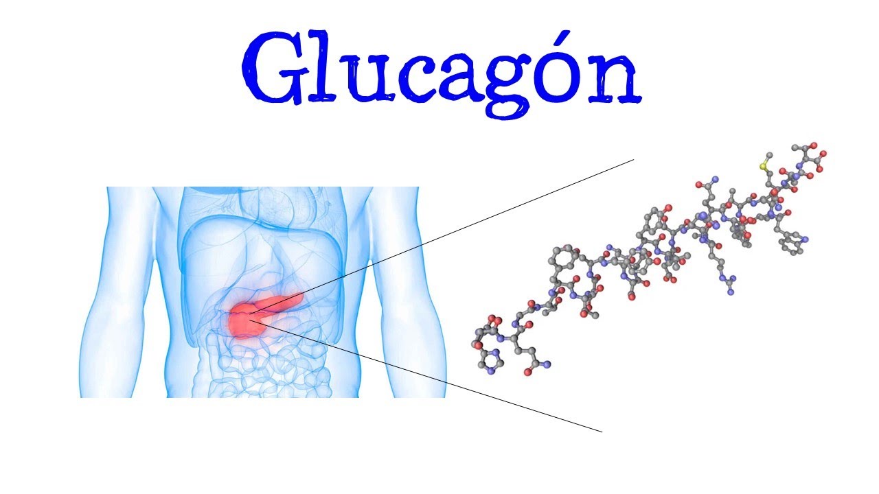 💥 ¿Qués es el Glucagón? 💥 Funciones [Fácil y Rápido] | BIOLOGÍA | - YouTube