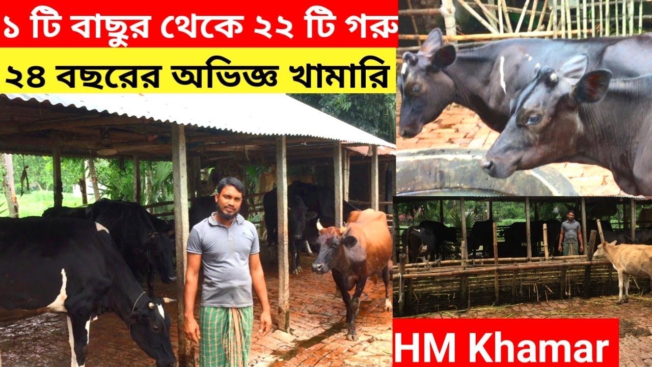 খামার করে কিভাবে সফল হবেন?প্রান্তিক খামারির কথা শুনুন।Success in cow ...