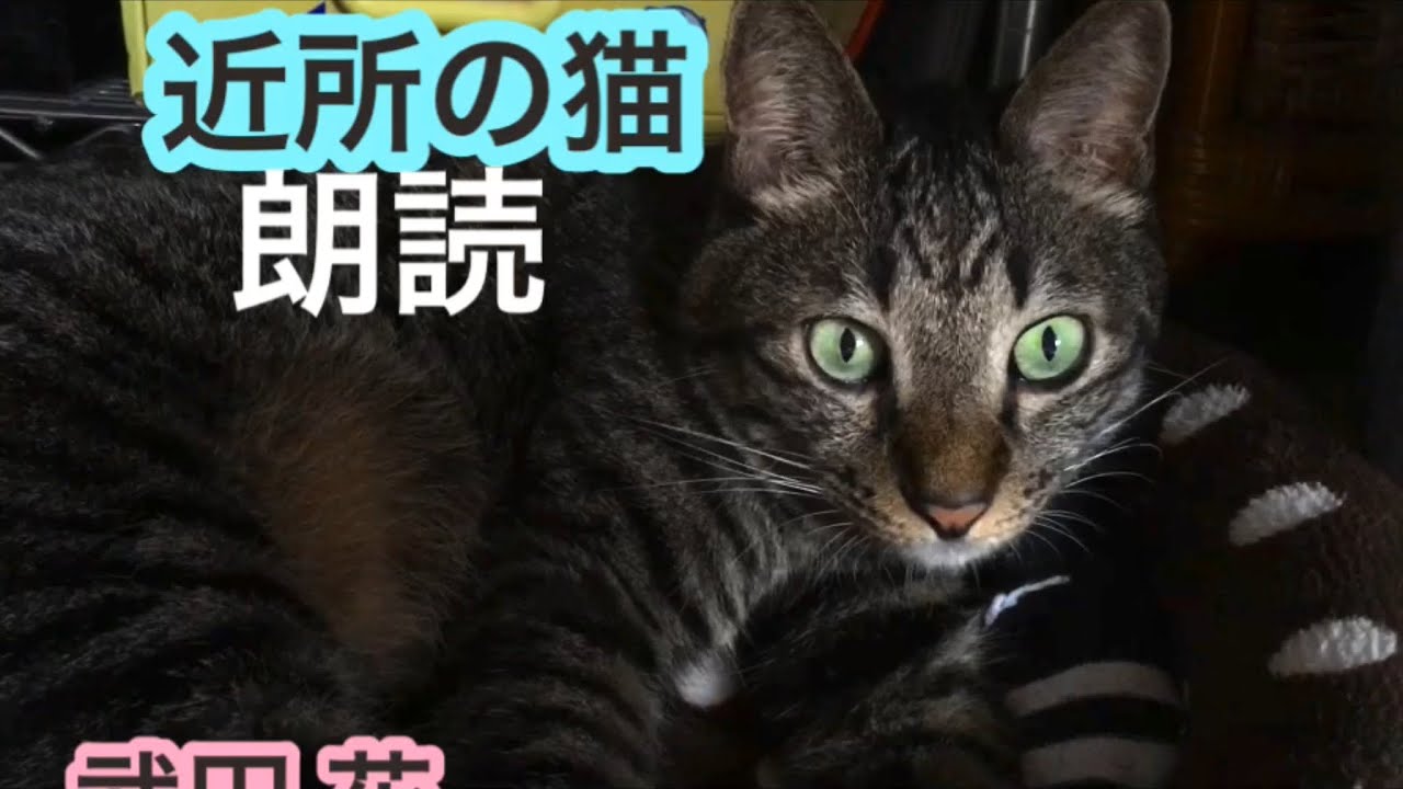 【朗読】近所の猫 武田花 Reading Hana Takeda - YouTube