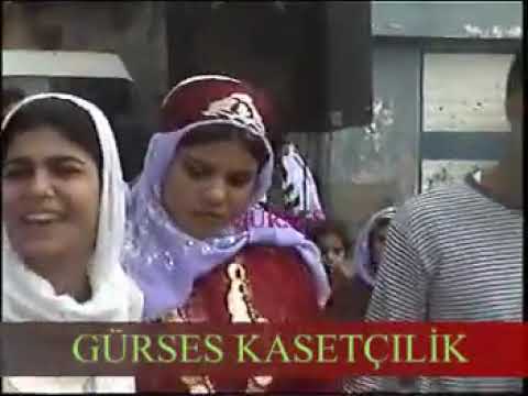 GÜRSES 63 ABU ASKAR Seed El Harbavi Cenetor