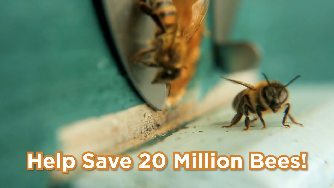Hive Drive: Help Us Save 20 Million Bees! - YouTube