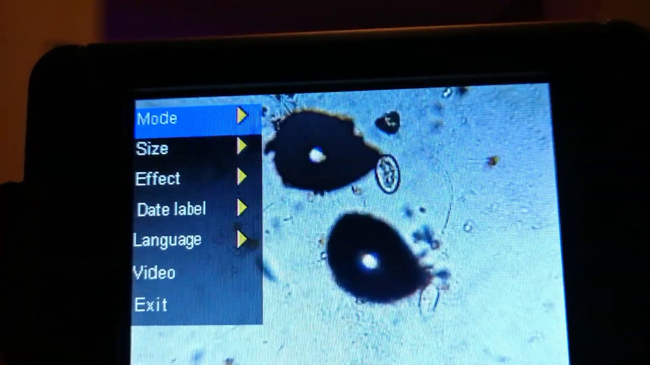 Micro monde dans une goutte d'eau -- observation au microscope 40 X ...