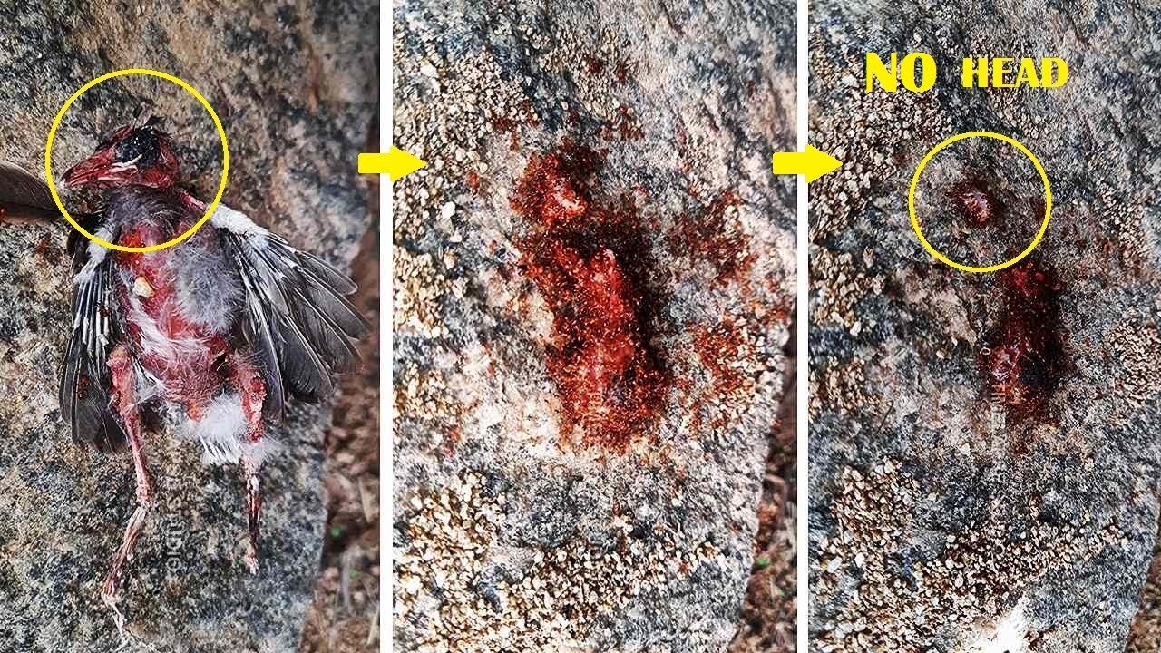 Fire ants breaks down baby Bird into Pieces in 2 Minutes | Fire Ant ...