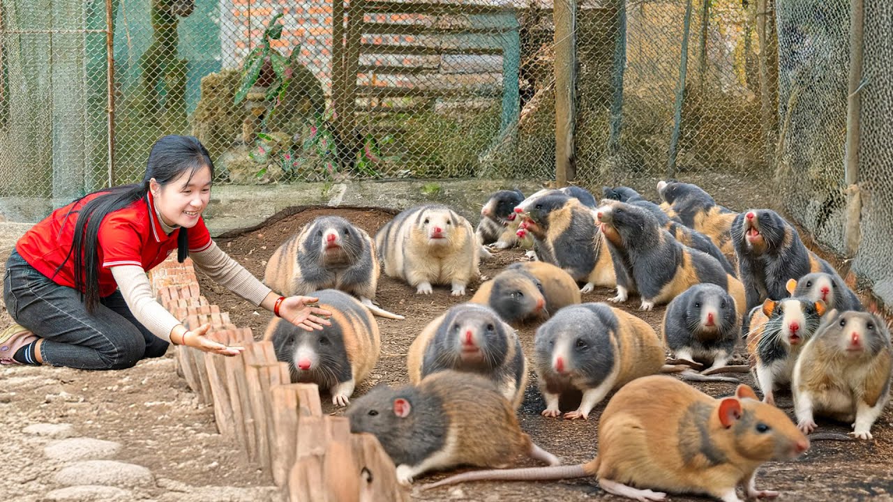 How To Catch Bamboo Rats | Harvest fruits and vegetables from the ...