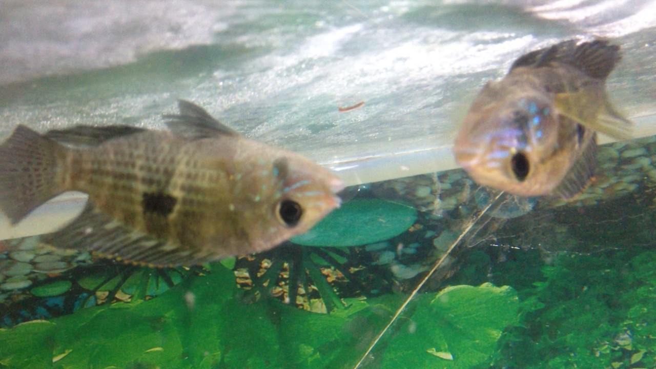 tow neon acara fish fight - YouTube