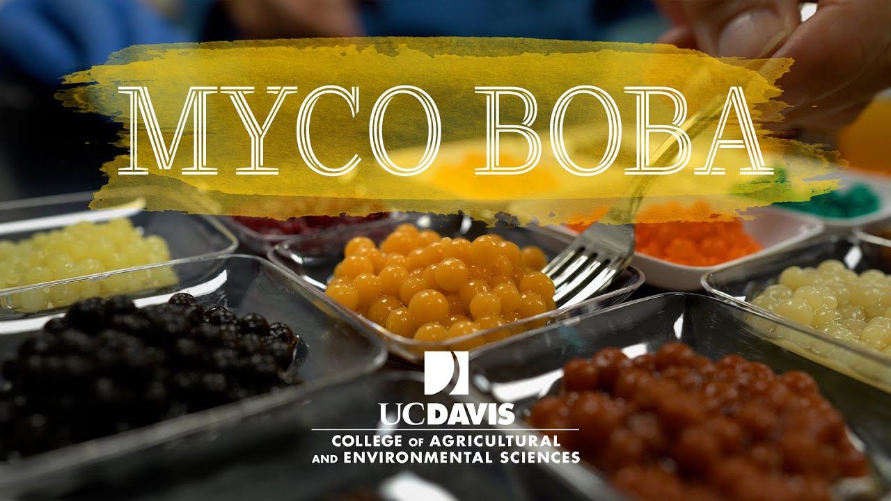 Myco Boba! The newest fungal protein based food - YouTube