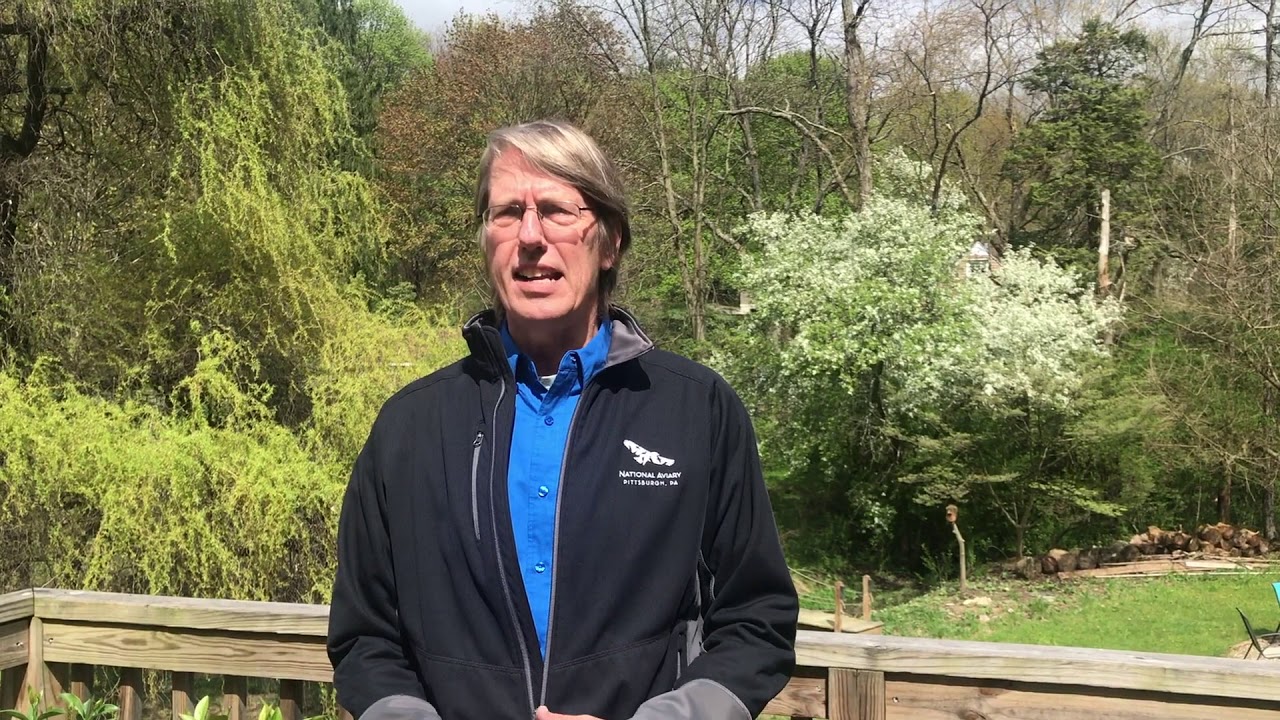 Ask the Expert: Dr. Steve Latta talks Andean Condors! - YouTube