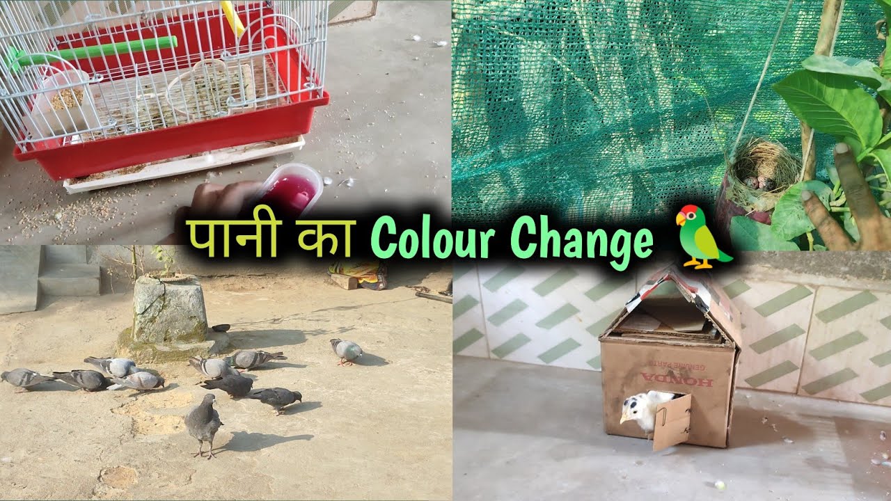 Pani Ka Colour Kaise Change Ho Gaya 🦜🦜 - YouTube