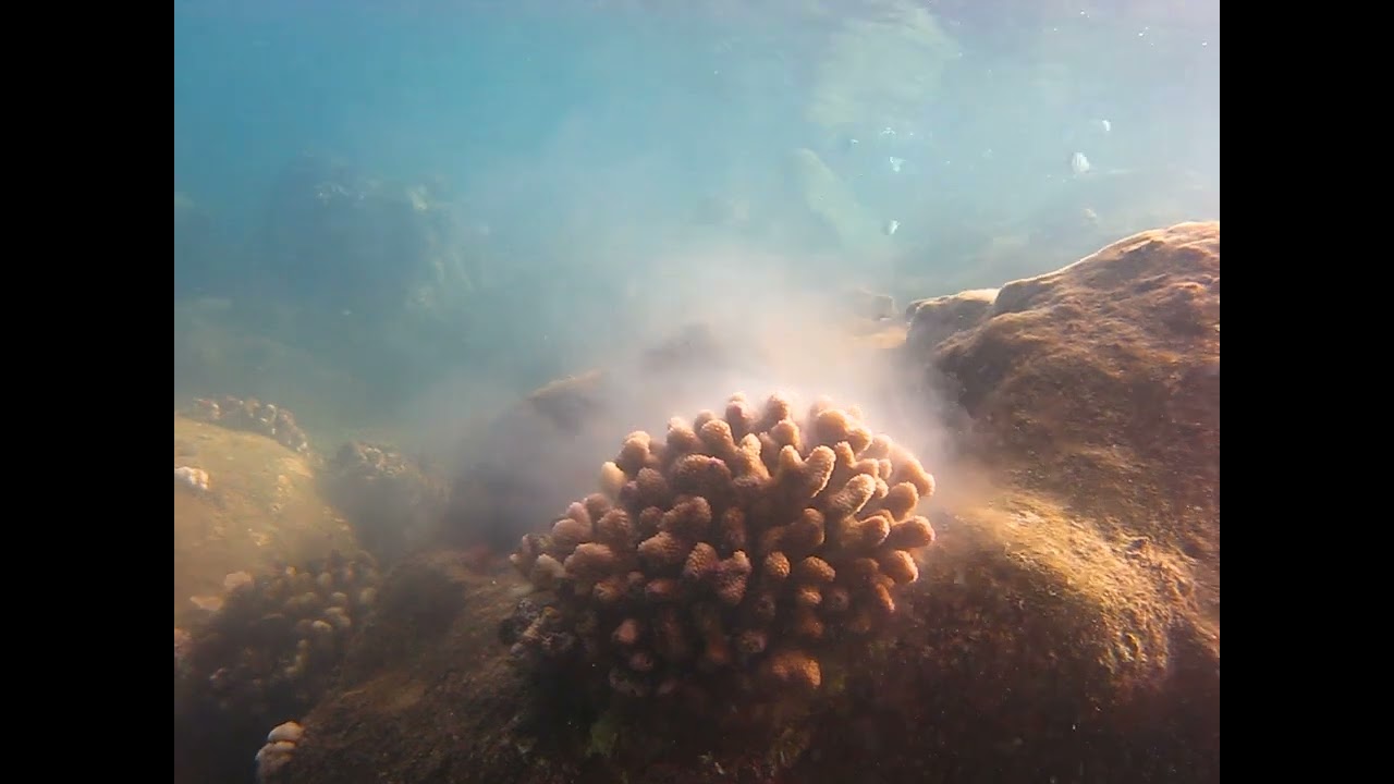 Synchronous broadcast coral spawning, North Shore Moloka'i, May 2012 ...