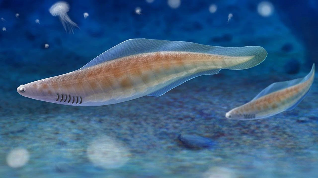 Haikouichthys – The Most Unique Fish-Like Creature Existed 525 Million ...