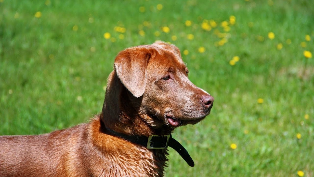How to Manage Shedding in a Chesapeake Bay Retriever - YouTube