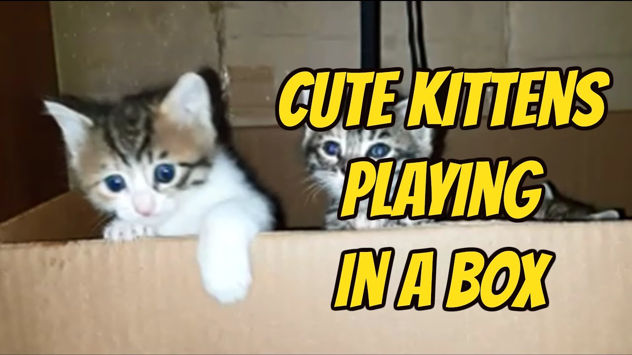 Cute kittens playing in a box │ For cat lovers - YouTube