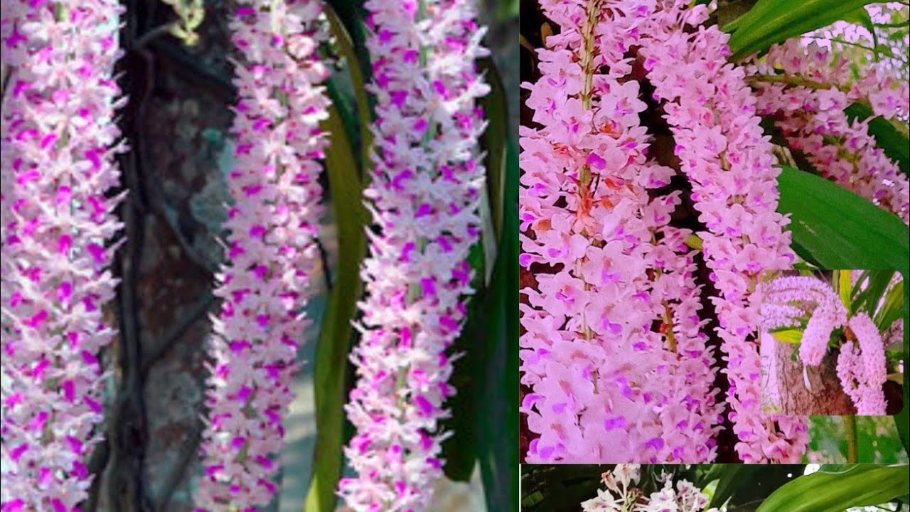 Seetha Dande flower! ಸೀತೆದಂಡೆ ಹೂ! Natural Garland 😍😘! - YouTube