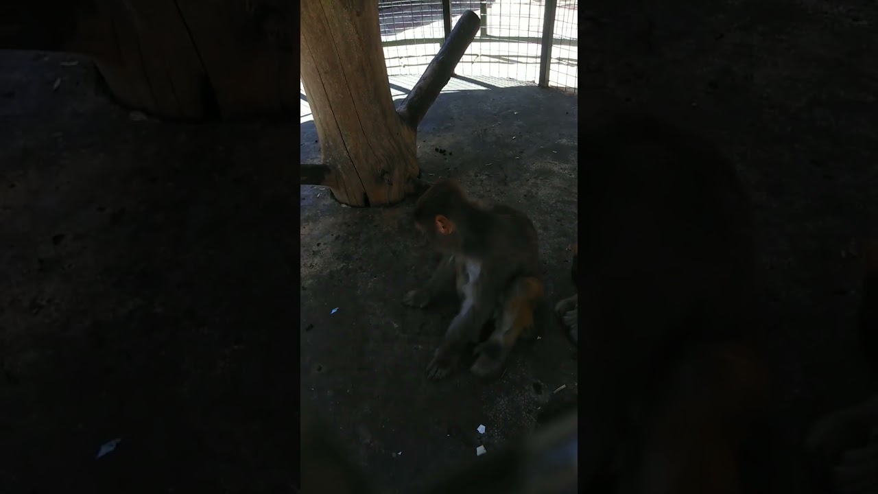 Monkeys in Duhok City Zoo Kurdistan Region North of Iraq #short 2022 ...