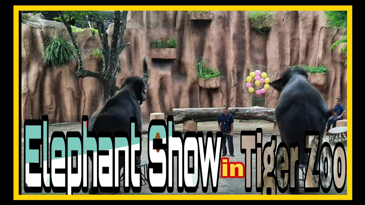 Elephant show in Tiger Zoo, Sriracha - YouTube