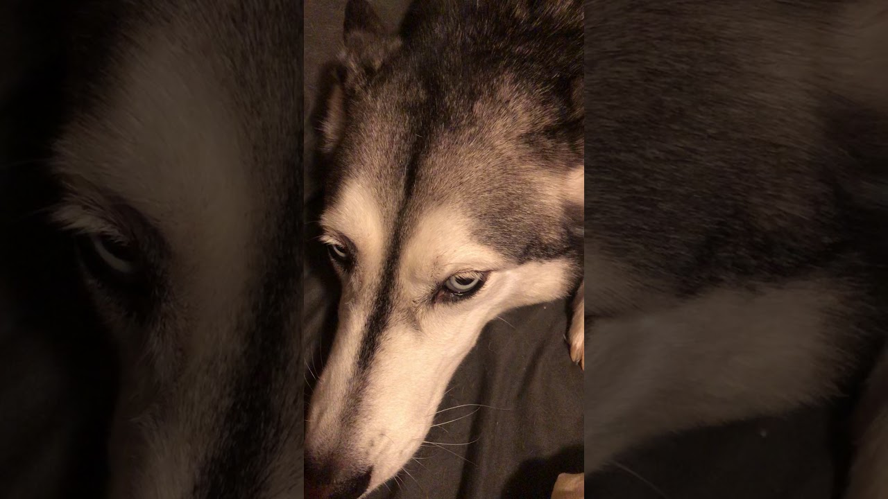 Poor husky - YouTube