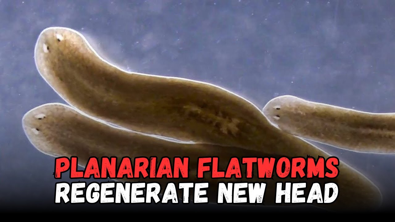 Planarian flatworms can regenerate new heads, tails, or entire bodies ...