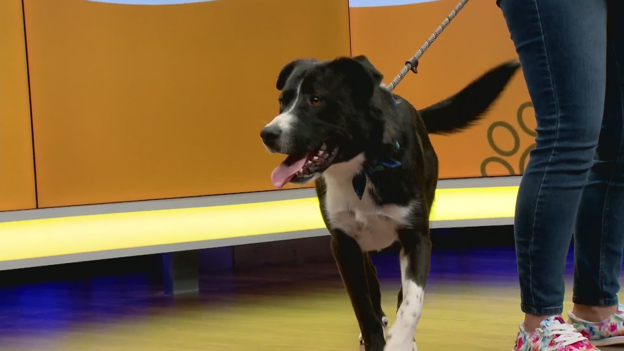 Adoptable Pet: Aaron Judge Visits News 19 | June 9, 2023 | News 19 at 4 ...