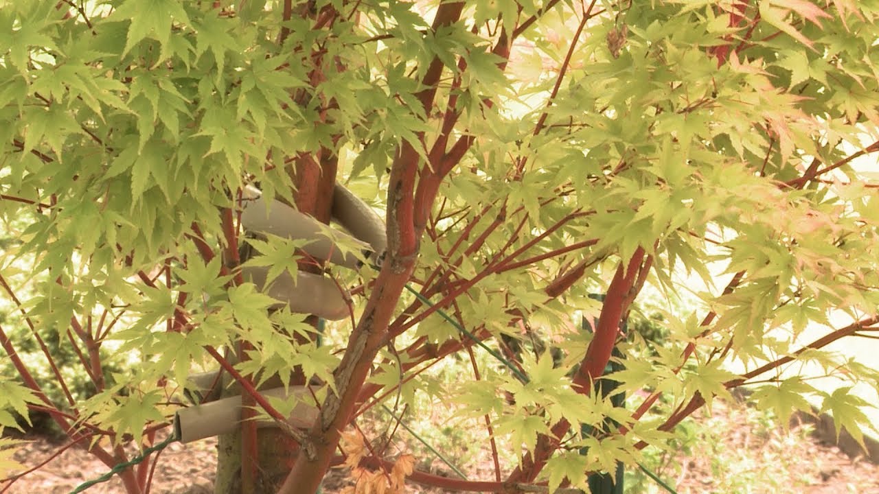 Tree Staking Options – This Week in the Garden - YouTube