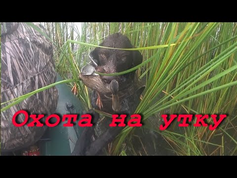 Belaruslu bir köylü ördekleri nasıl avladı. Sonbaharda doldurulmuş hayvanlar ve köpeklerle ördek.