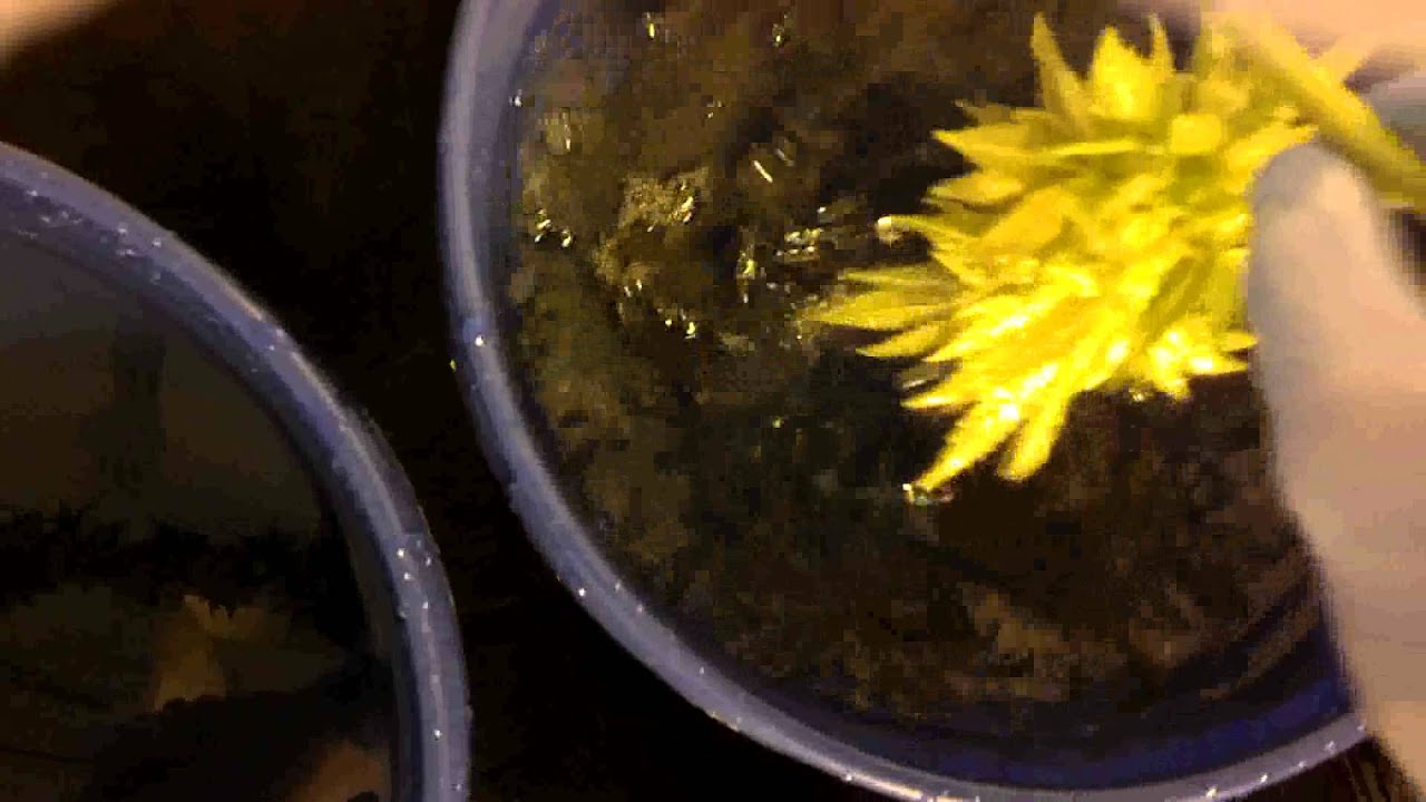 Harvest Update and Bud Washing - YouTube