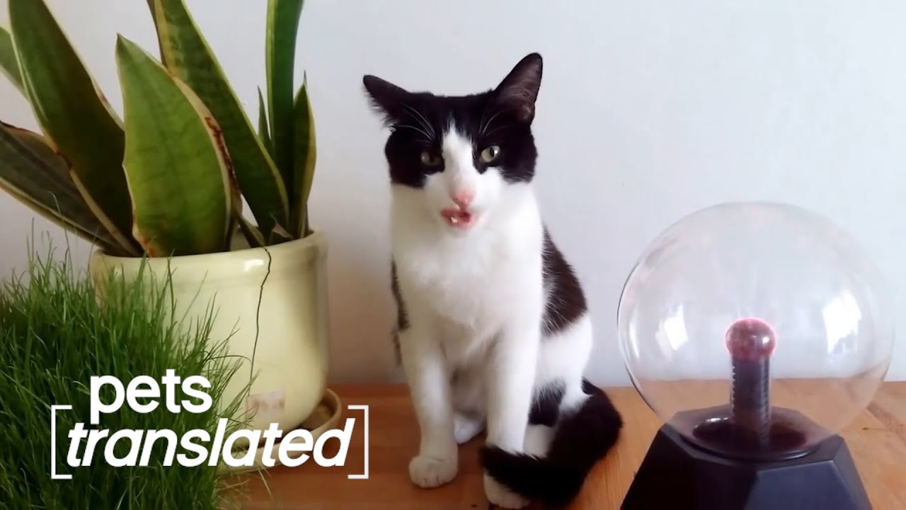 Weird Science | Pets Translated - YouTube
