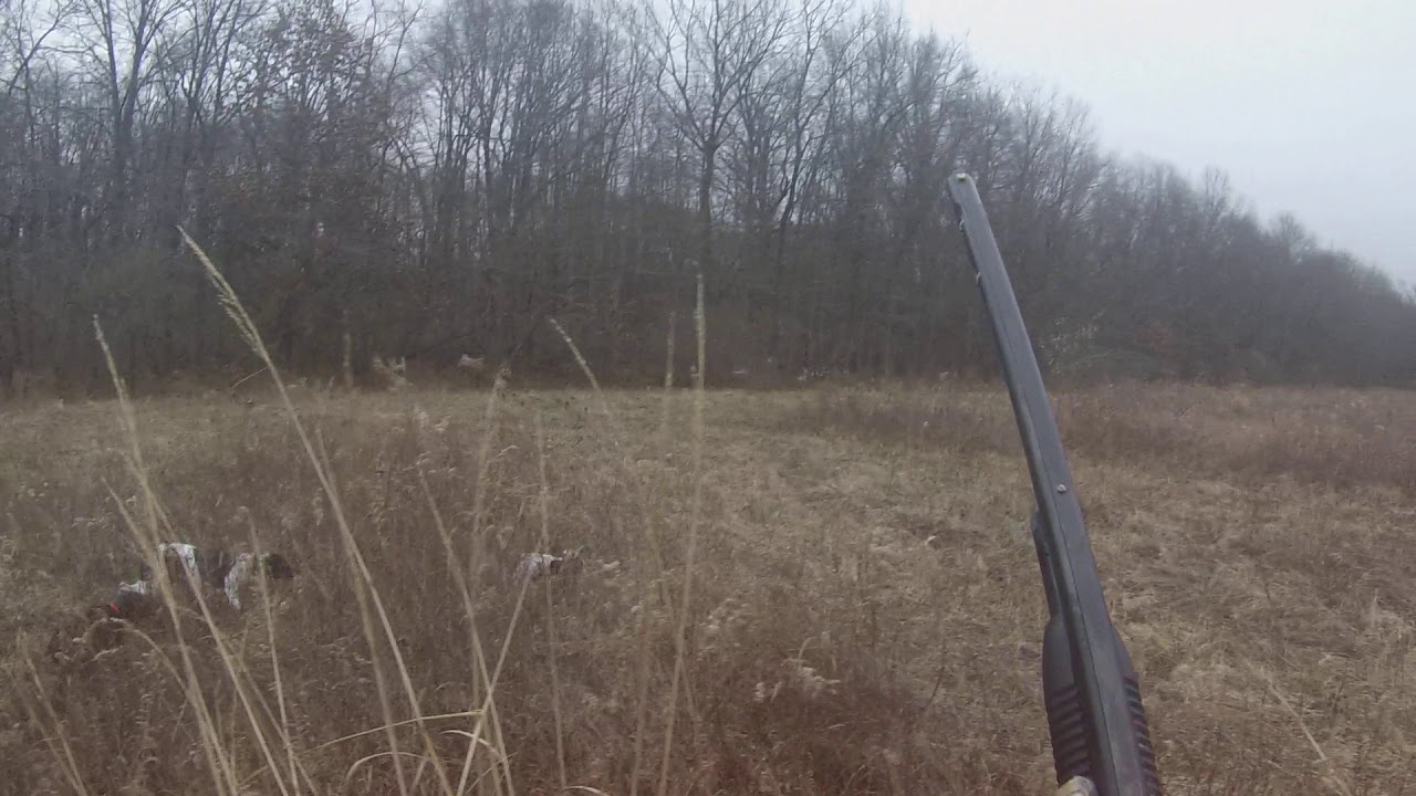 controlled pheasant hunting Illinois - YouTube