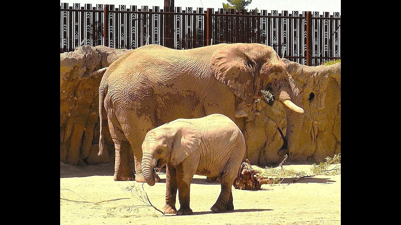 Fun Zoo Photography - YouTube