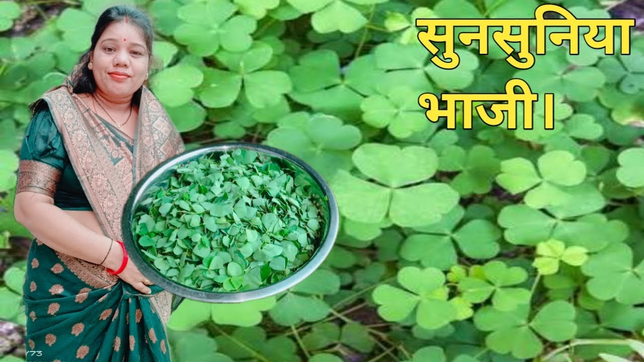 हमर छत्तीसगढ़ के भाजी चुनचुनिया ला बनाए के विधि || cg sunsuniya bhaji ...