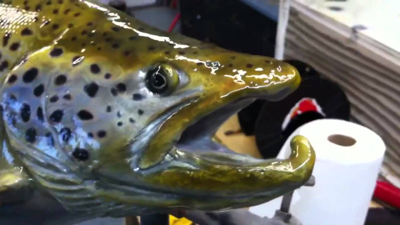 15# brown trout mount - YouTube