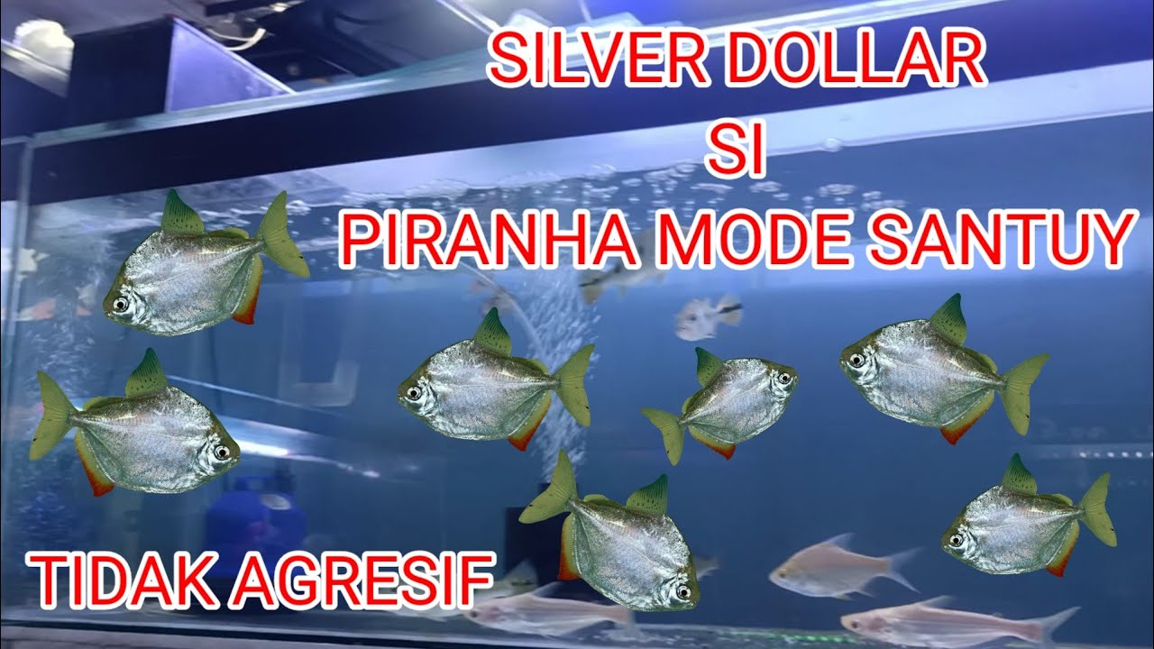 IKAN SILVER DOLLAR IKAN HIAS AIR TAWAR MASIH SATU KELUARGA DENGAN ...