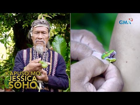 KAMANDAG NG GREEN VIPER SNAKE, NAKAKAPAGPAGALING NG MALUBHANG SAKIT? | Kapuso Mo, Jessica Soho