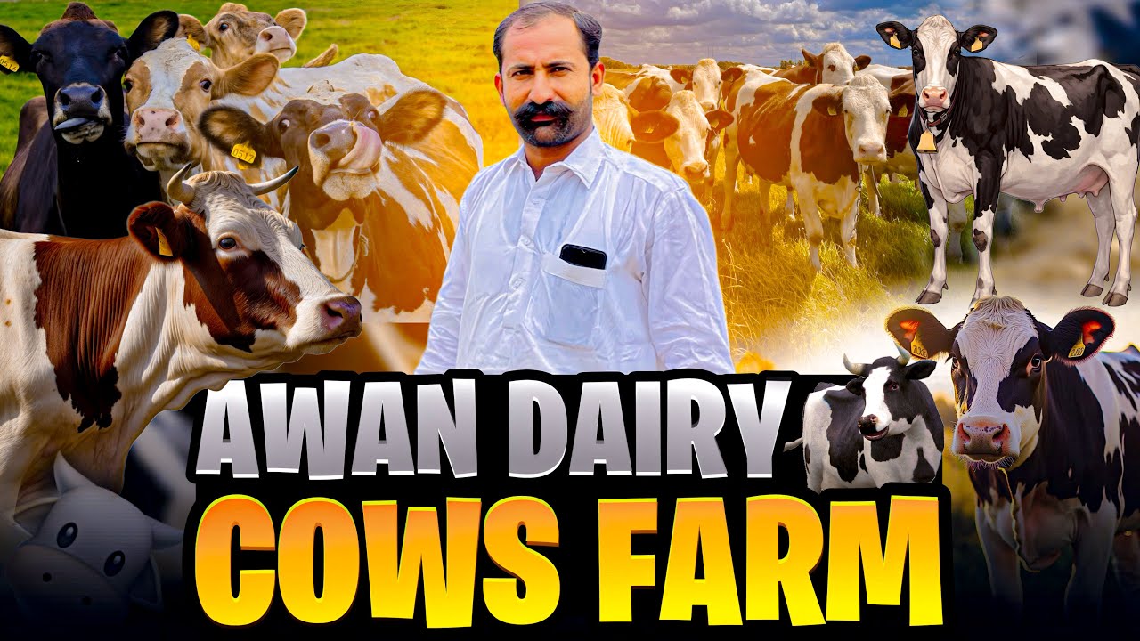 Awan Dairy cows Farm | HF Cows and Friesian cross cows | Best cows ever ...