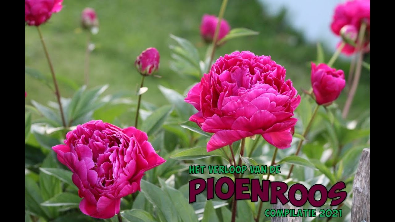 Verloop van een Pioenroos 2021 - YouTube