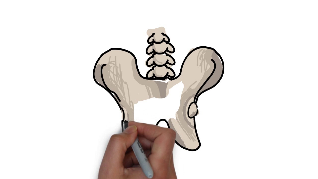 How To Draw Skeletal System Step By Step For Kids YouTube How To Draw Skeletal System Step By Step For Kids YouTube