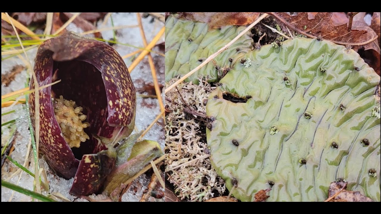 Skunk Cabbage Flowers and Overwintering Cacti - Late Winter Botanizing ...