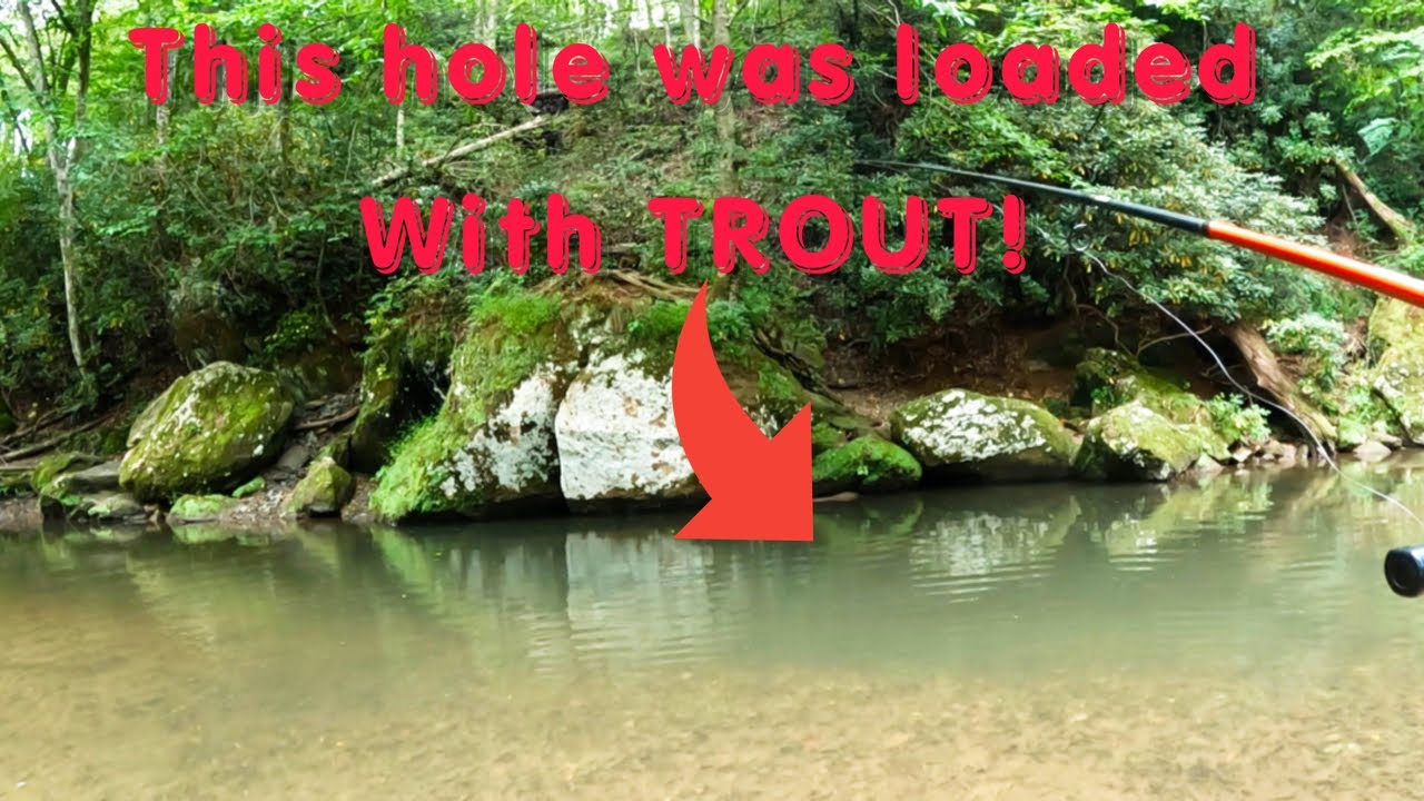 GREAT morning of Trout FISHING on one of Virginia's TOP TROUT Streams ...