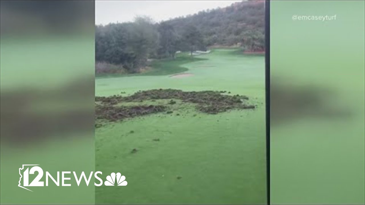'When you see it, it is shocking': Javelinas tear up prestigious Sedona ...