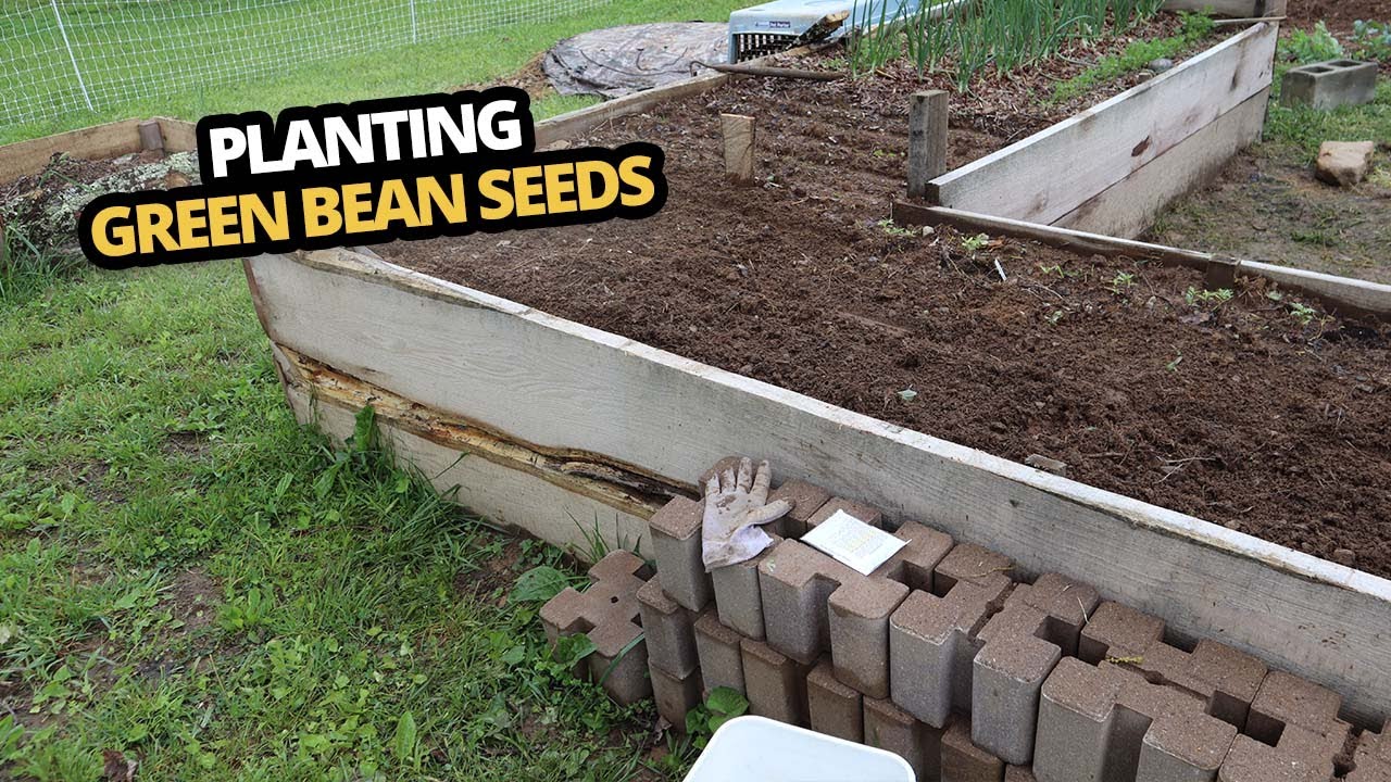 Planting Green Bean Seeds In a Raised Bed Garden. - YouTube
